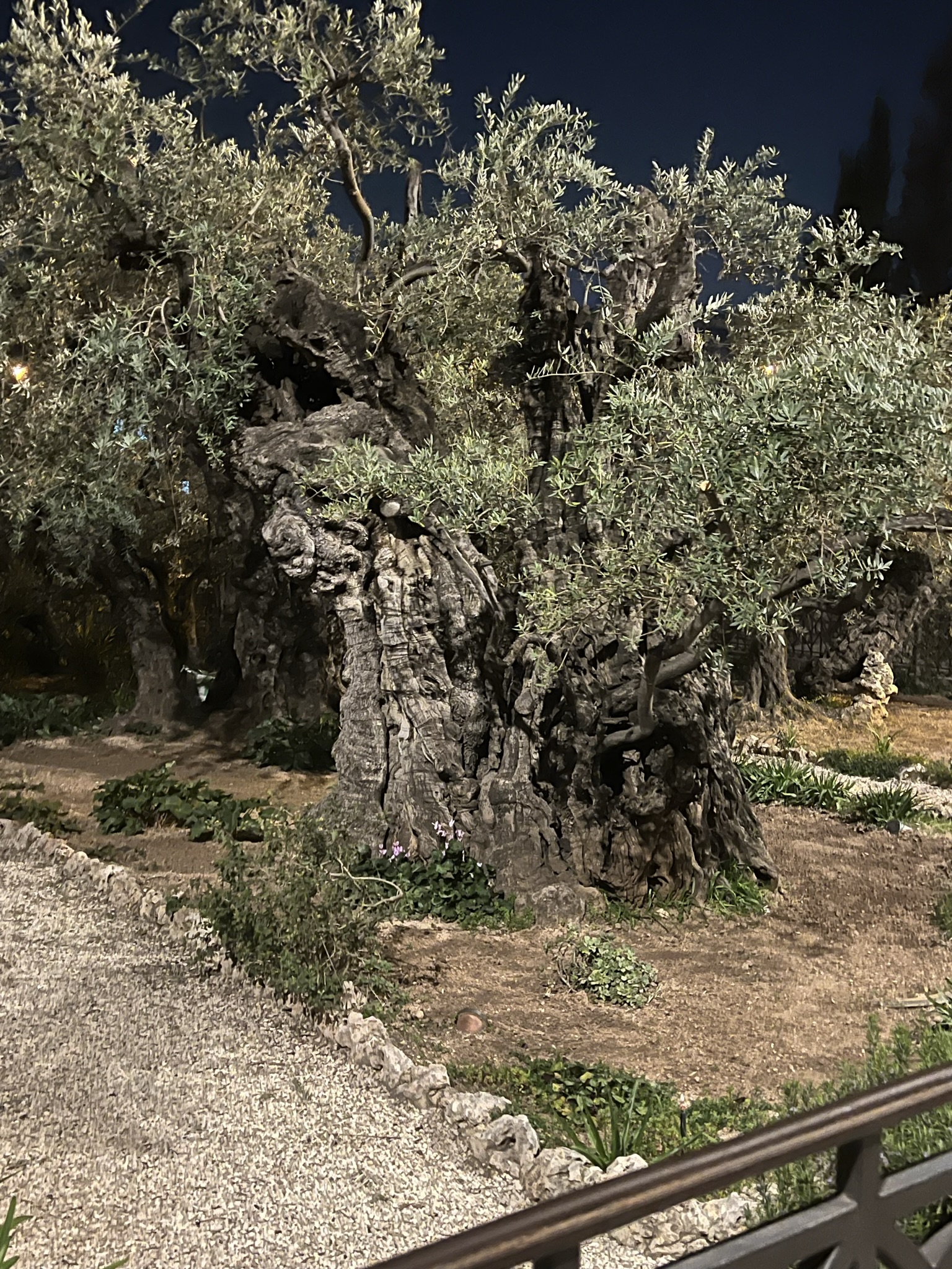 Praying in the Garden with Jesus | Tekton Ministries